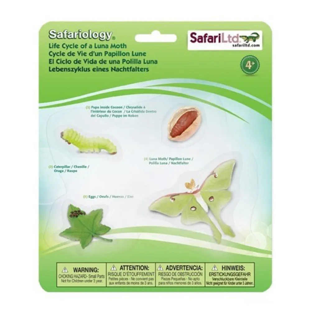 Luna Moth Life Cycle