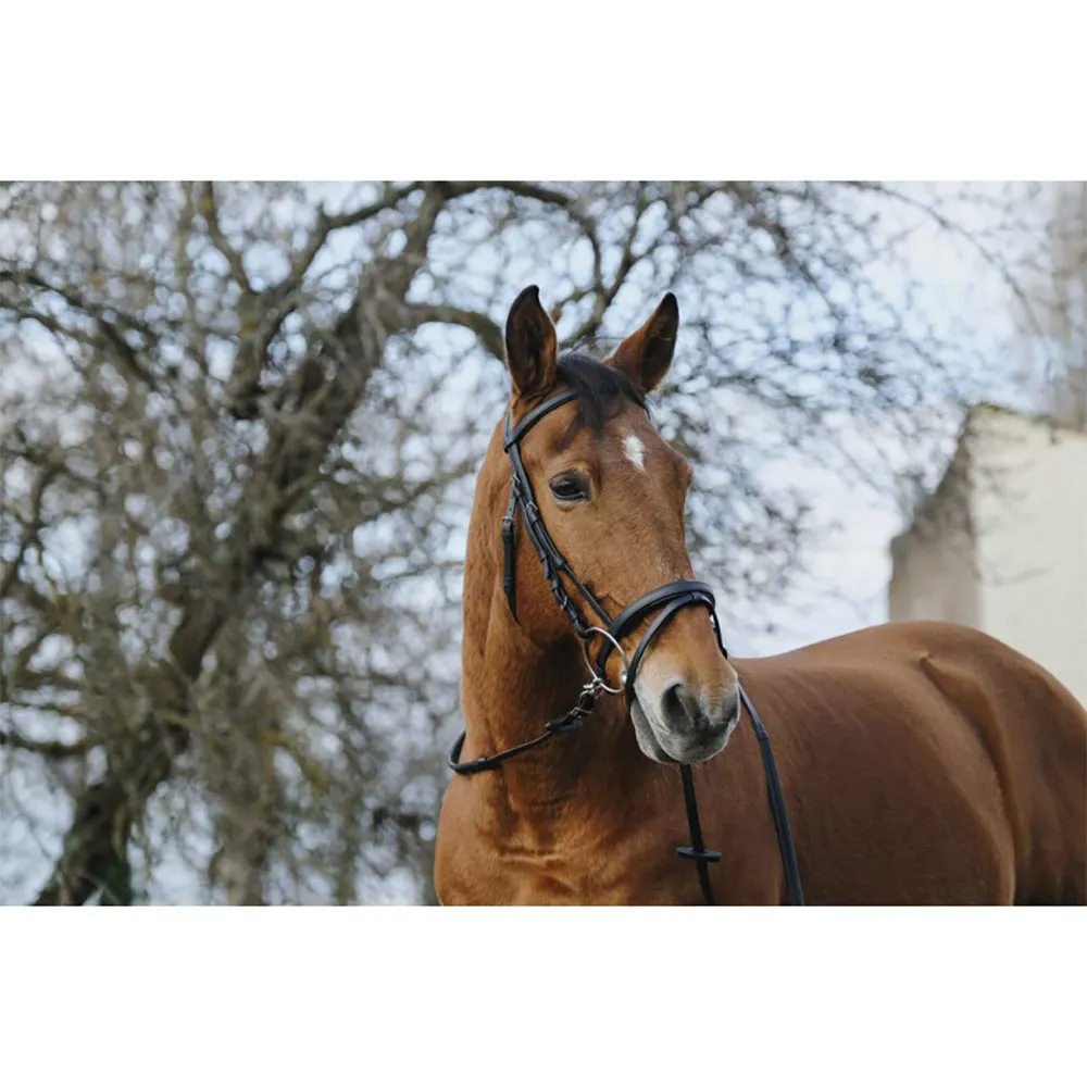 Norton equestrian Training Bridle | Horse Riding