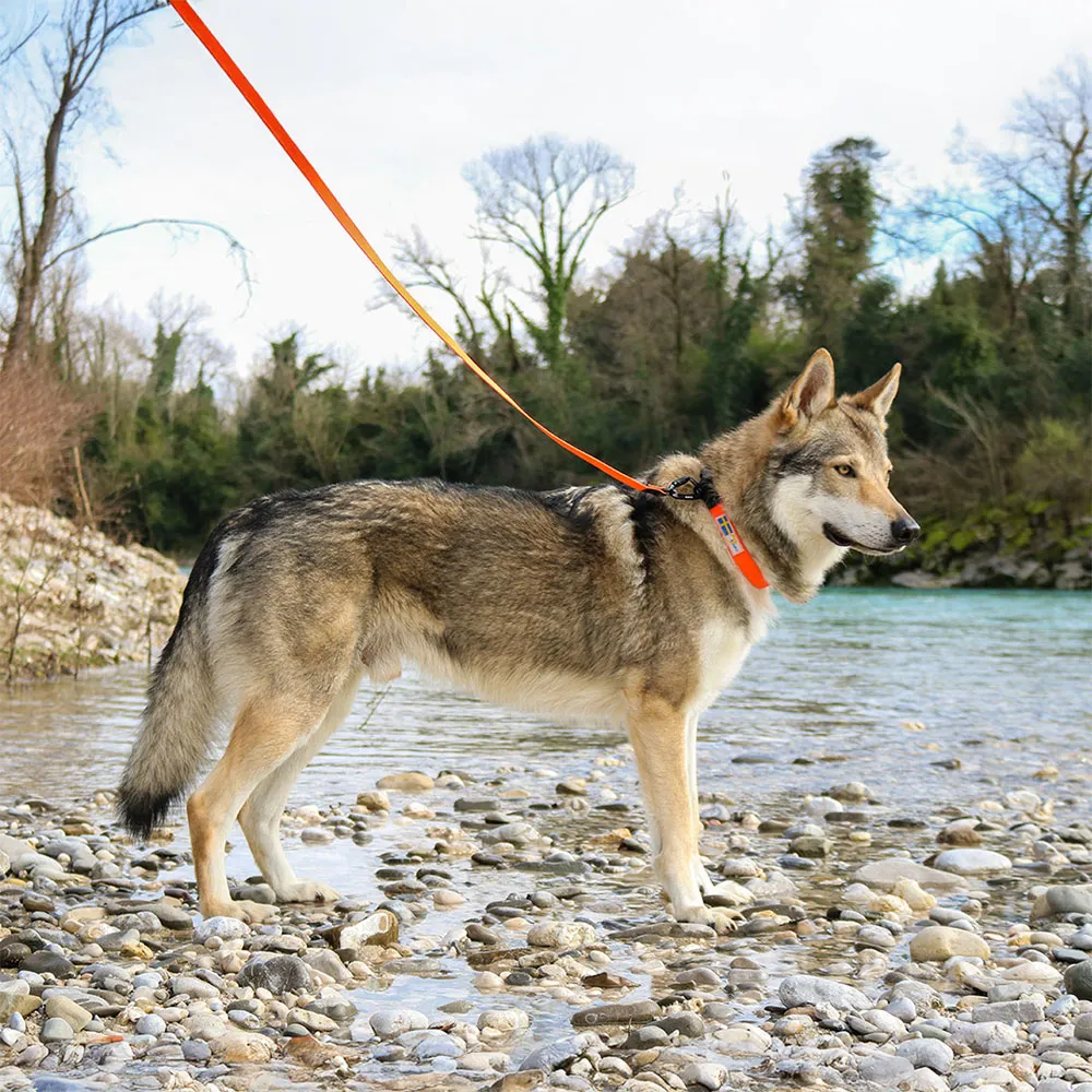Axaeco Trela para cão Action Laranja | Trekkinn