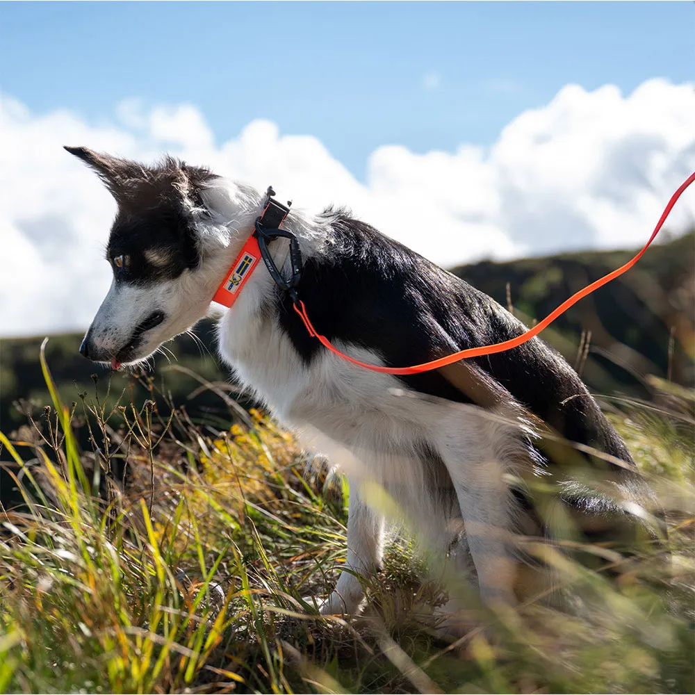 Axaeco Trela para cão Action Laranja | Trekkinn