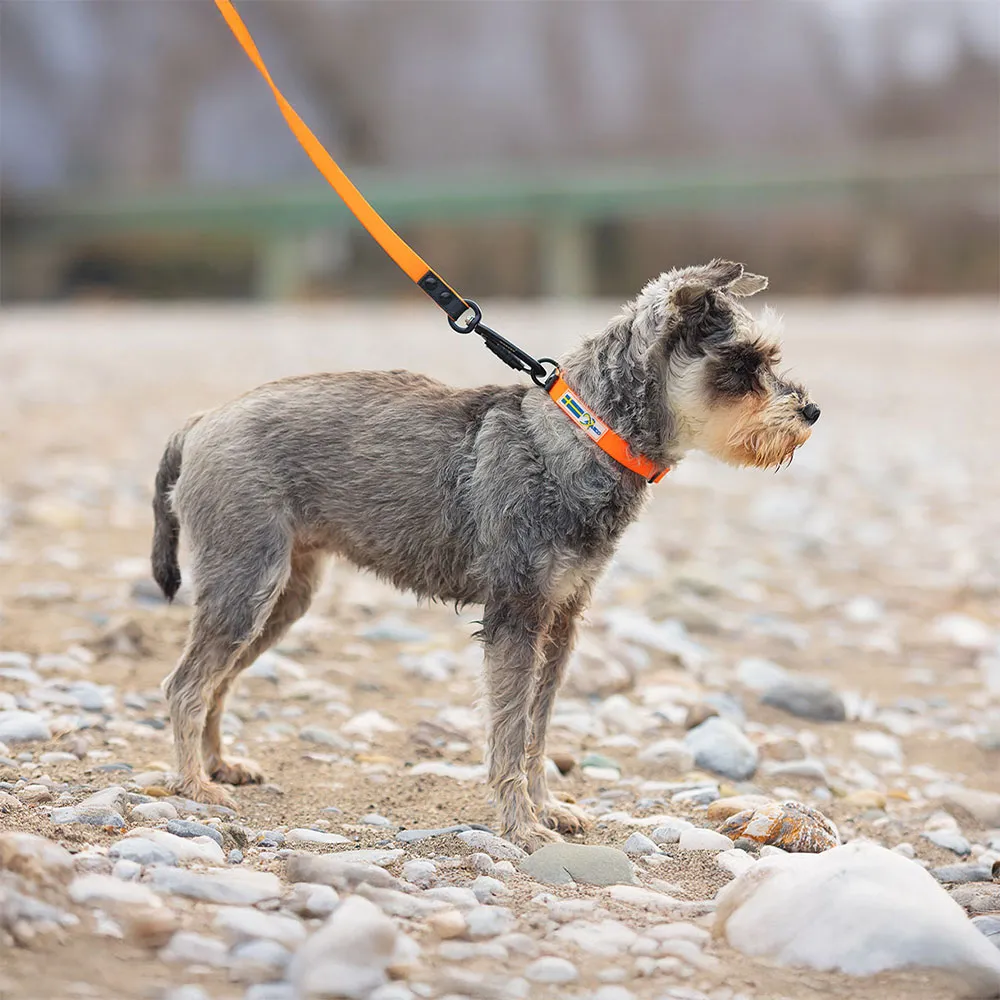 Axaeco Trela para cão Action Laranja | Trekkinn